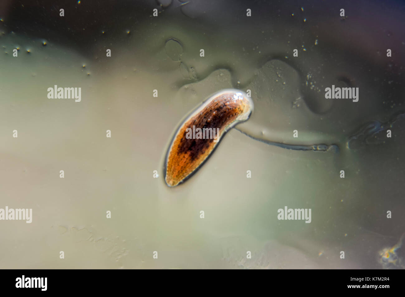 Blood fluke worm hi-res stock photography and images - Alamy