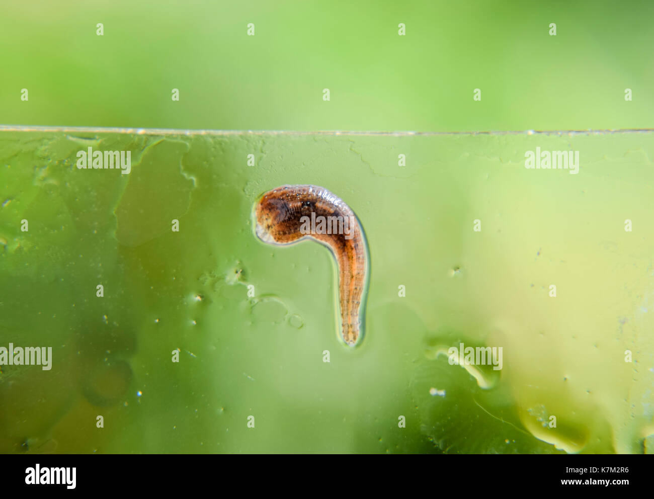 Leech on the glass. Bloodsucking animal. subclass of ringworms from the ...