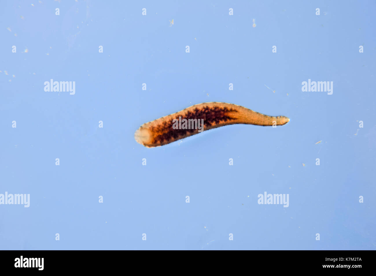 Parasitic fluke hi-res stock photography and images - Alamy