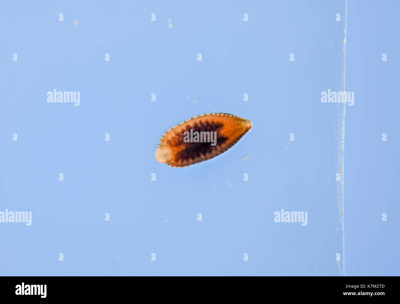Blood fluke worm hi-res stock photography and images - Alamy