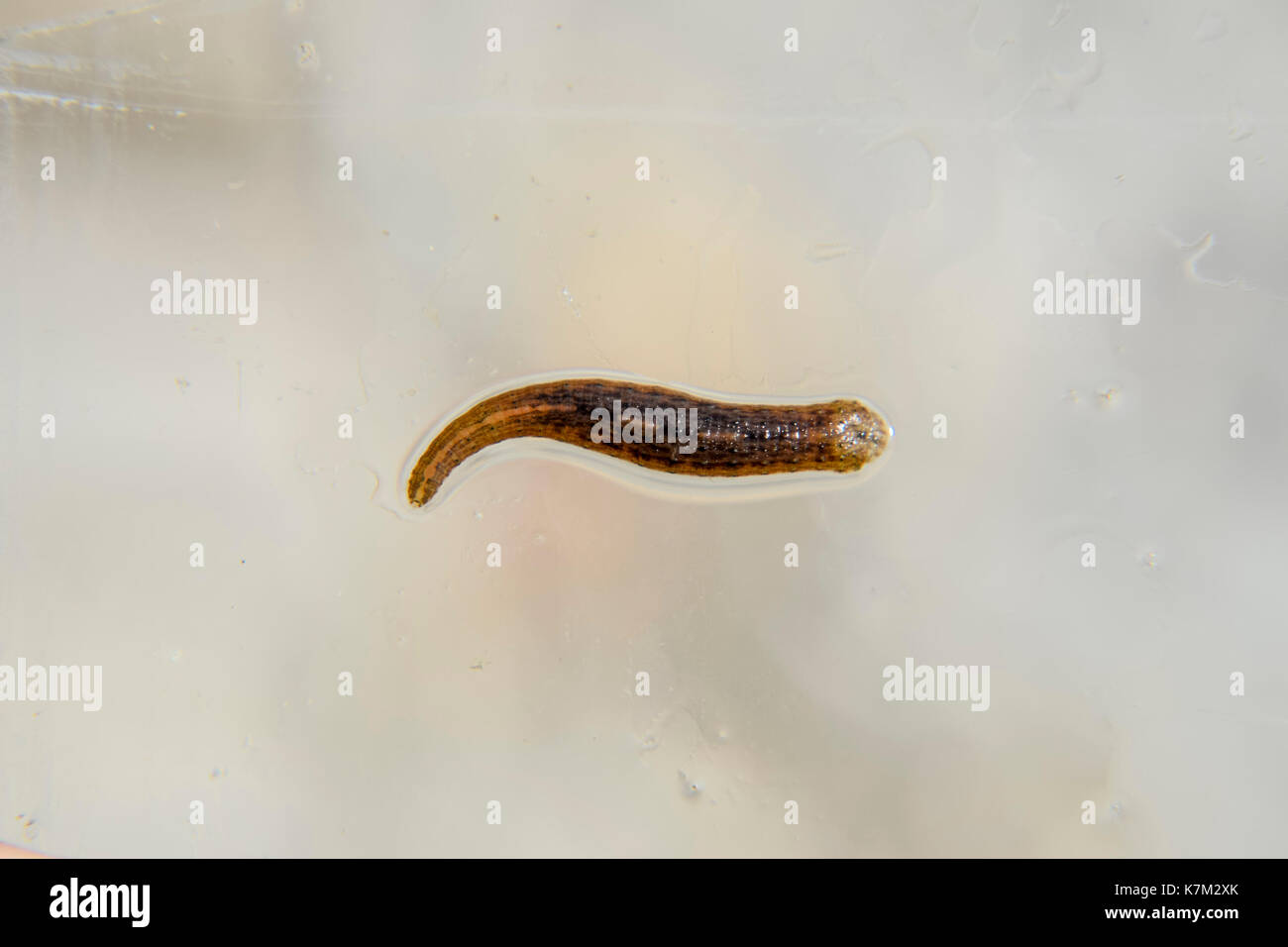 Leech on the glass. Bloodsucking animal. subclass of ringworms from the ...