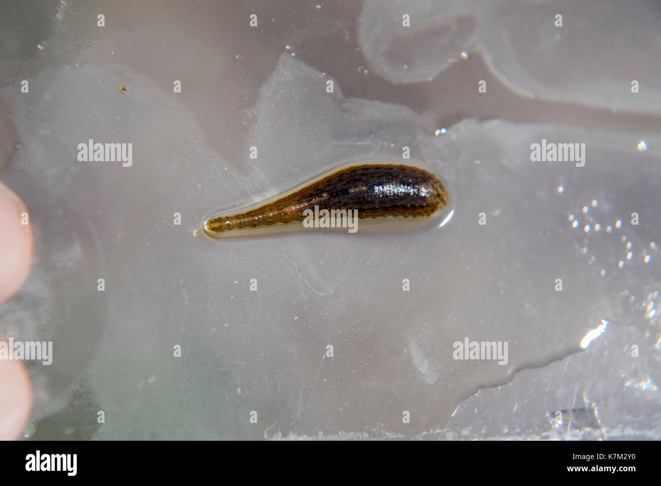 Leech on the glass. Bloodsucking animal. subclass of ringworms from the ...