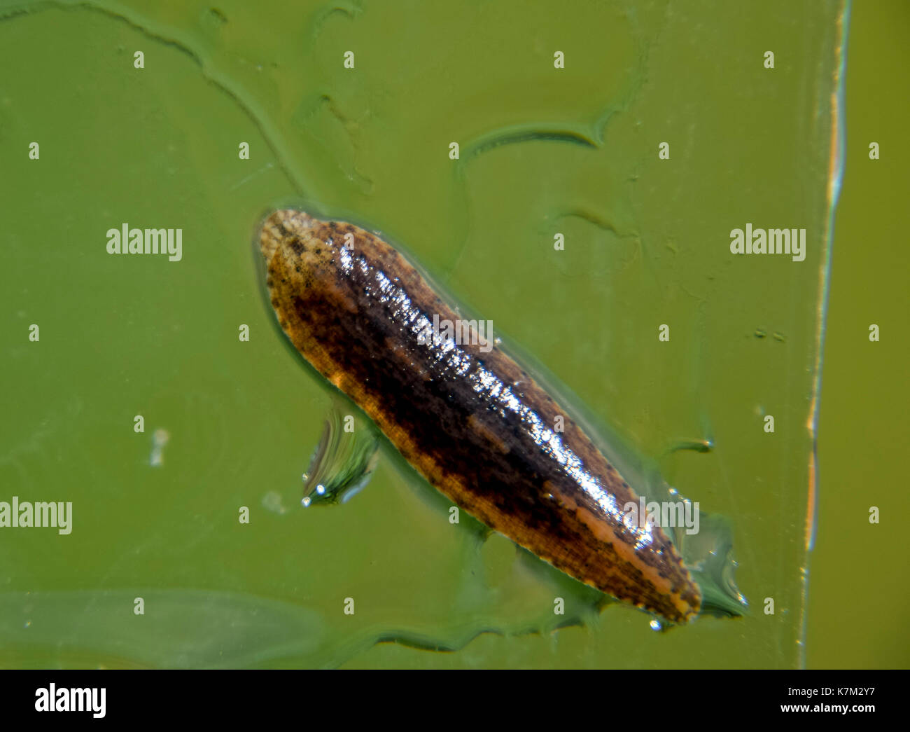 Blood fluke worm hi-res stock photography and images - Alamy
