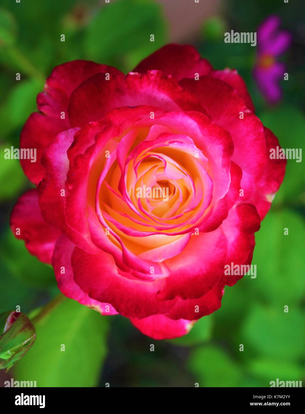 Plant of roses hi-res stock photography and images - Alamy