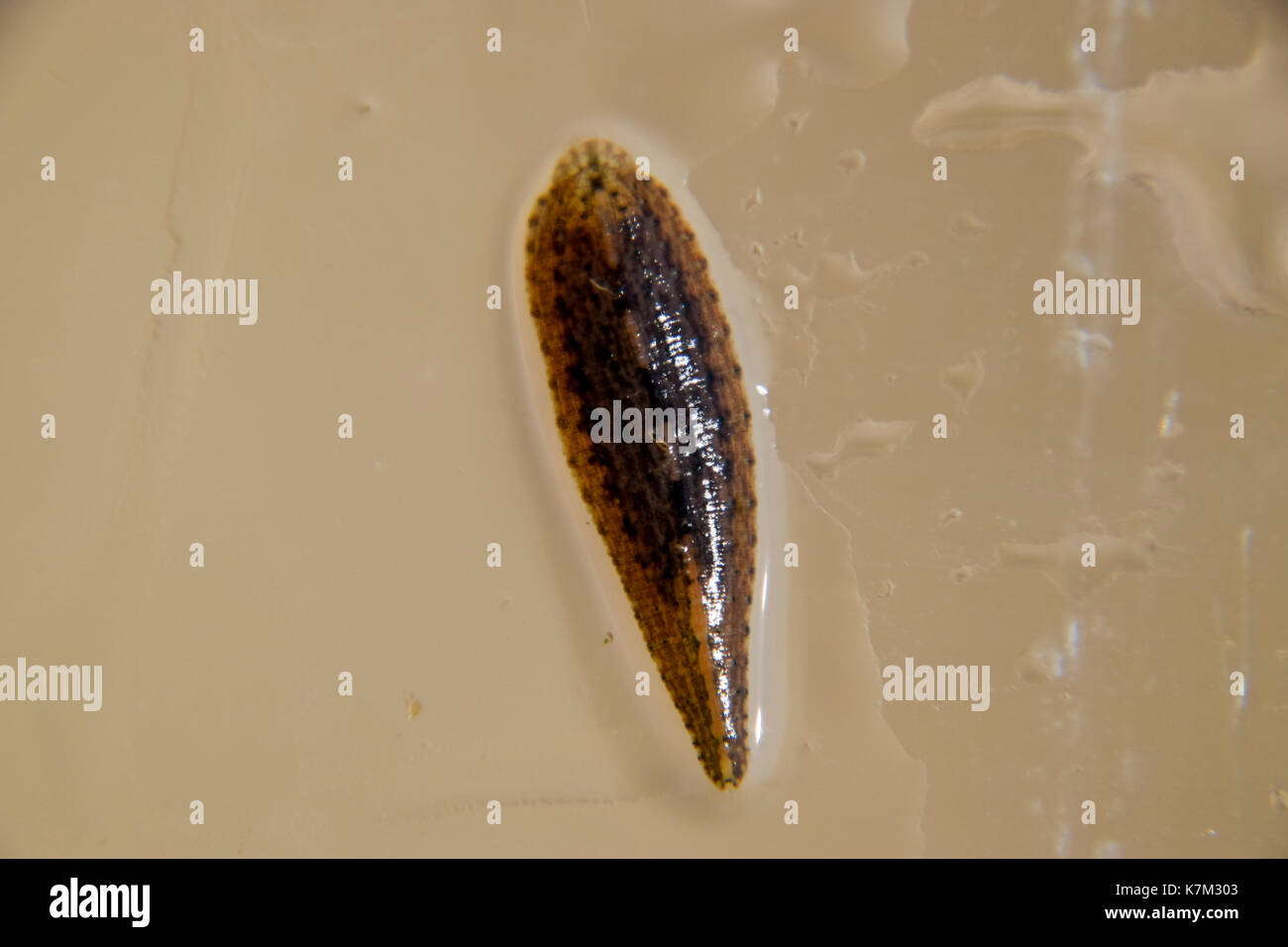 Blood fluke worm hi-res stock photography and images - Alamy