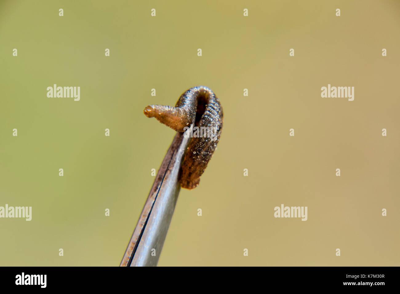 Blood fluke worm hi-res stock photography and images - Alamy