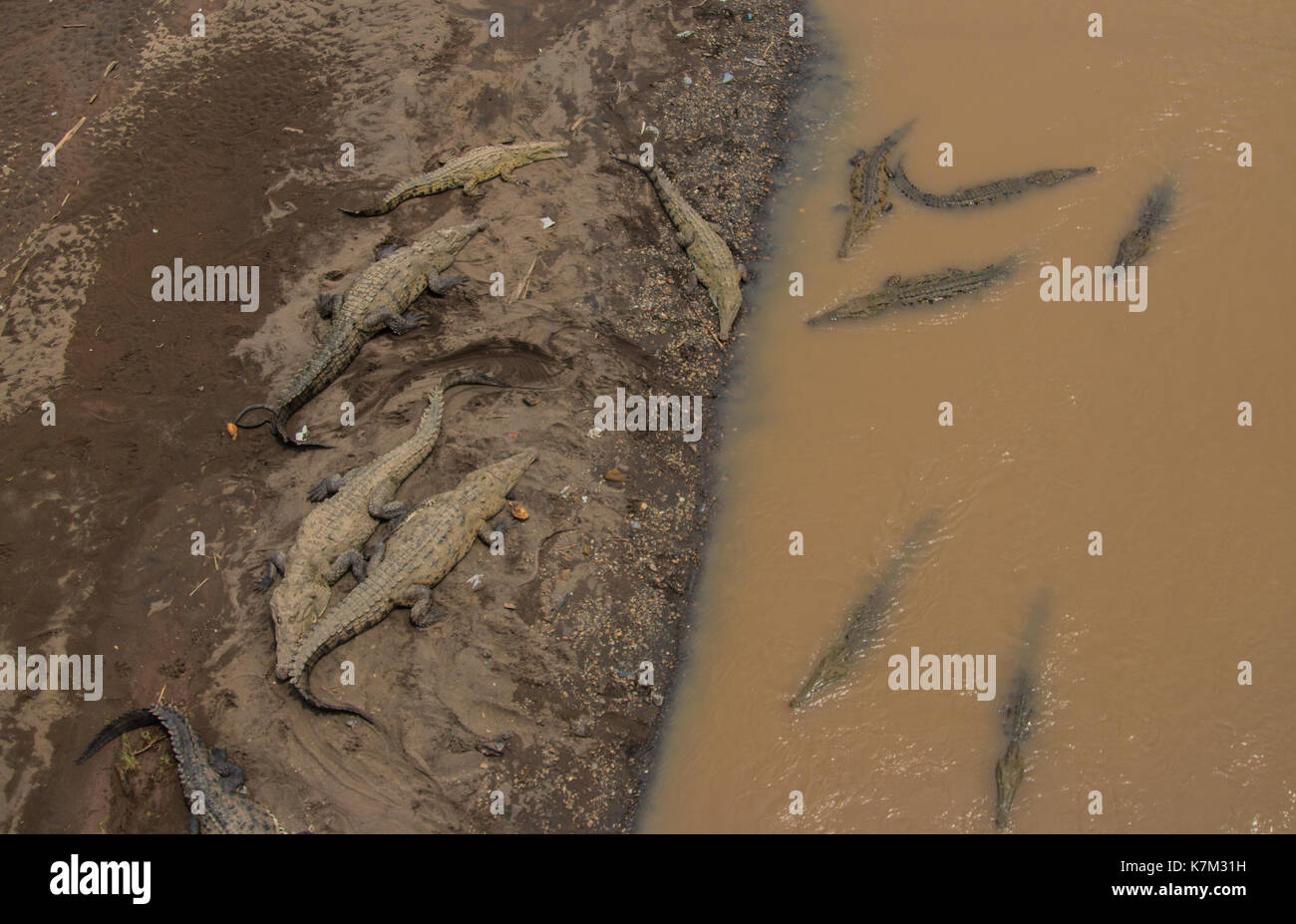 Crocodiles Bathing at Tarcoles River (Costa Rica Stock Photo - Alamy