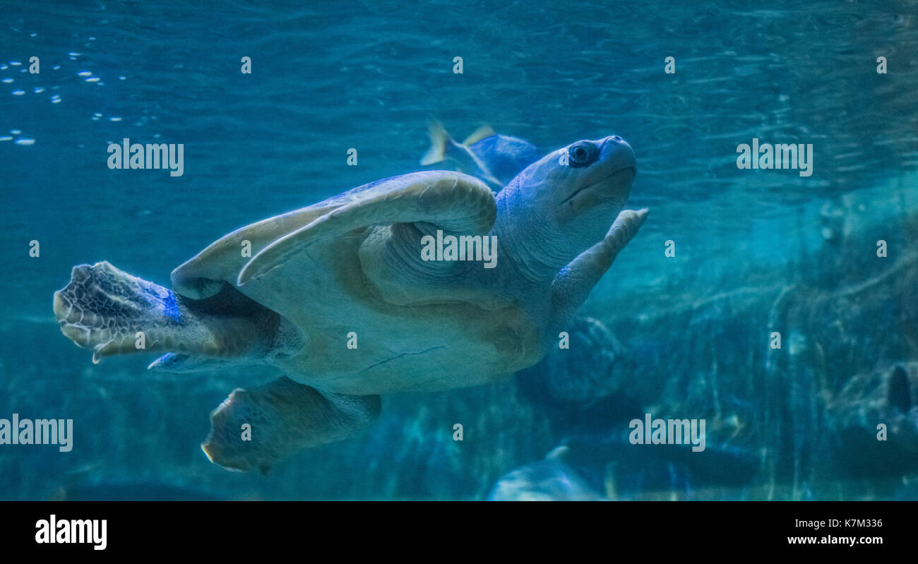 Sea Turtle in an Aquarium Stock Photo - Alamy