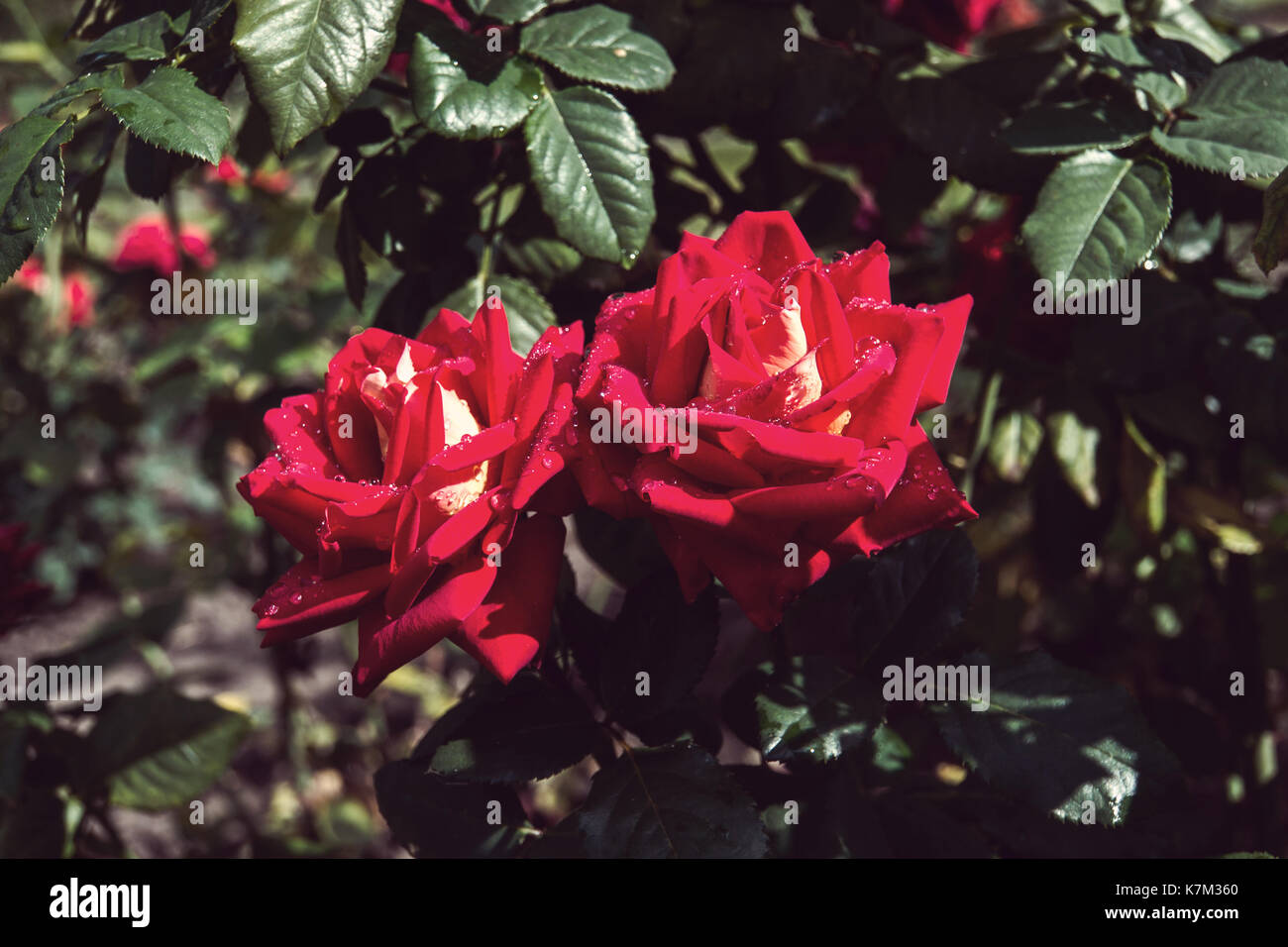 Red roses rosarium hi-res stock photography and images - Alamy