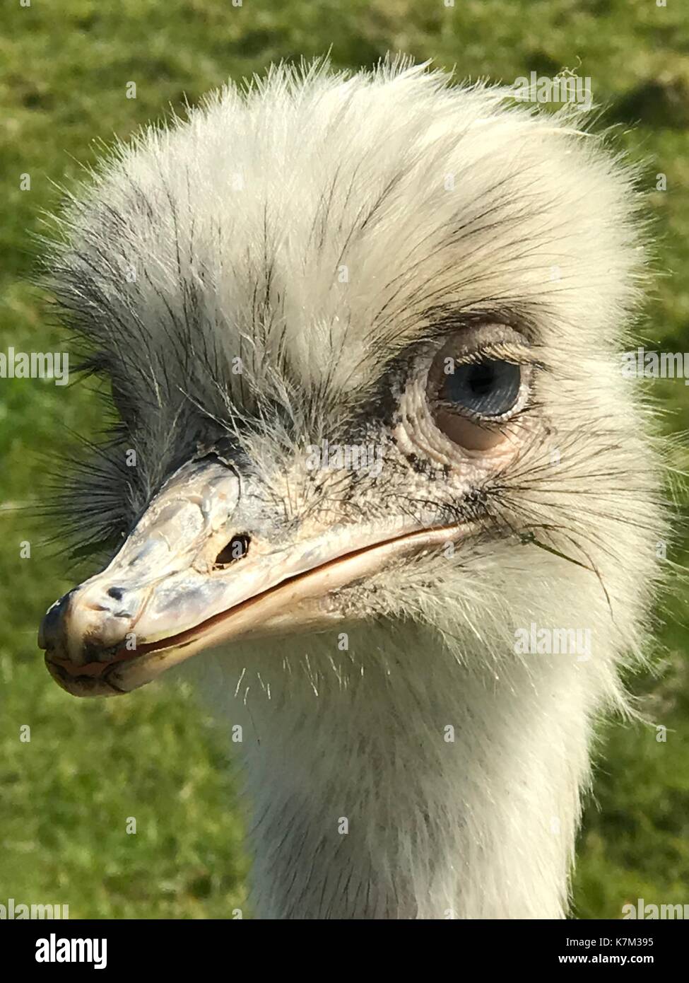 Bird rhea hi-res stock photography and images - Alamy