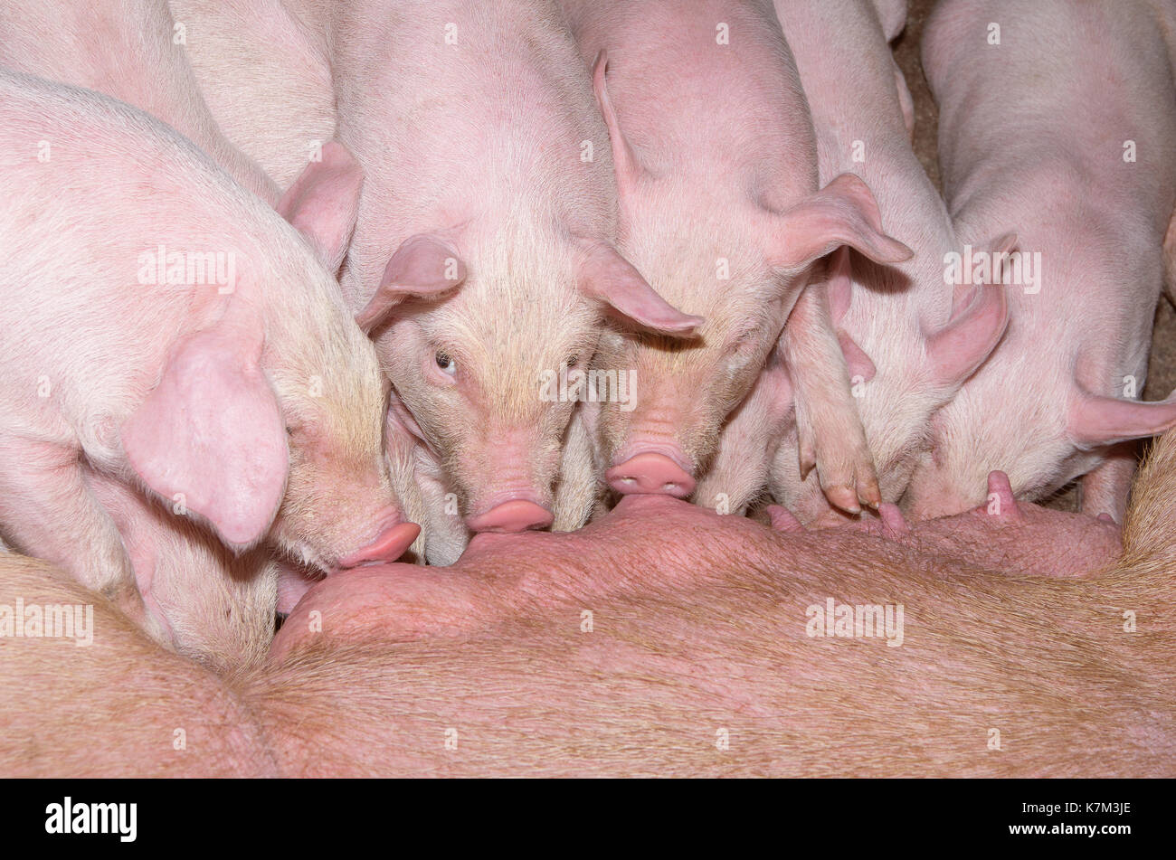 Piglets feeding from mother pig Stock Photo - Alamy