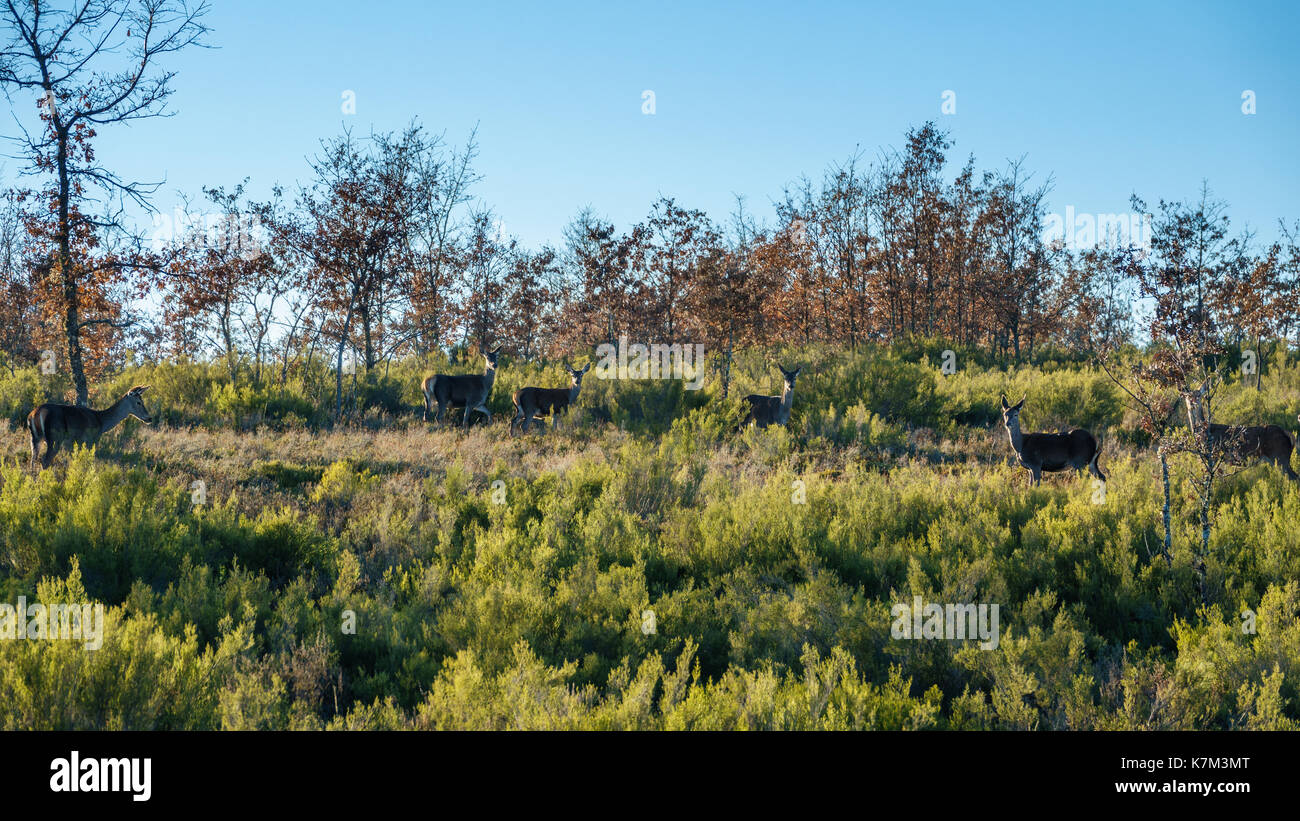Group of deer watching Stock Photo - Alamy