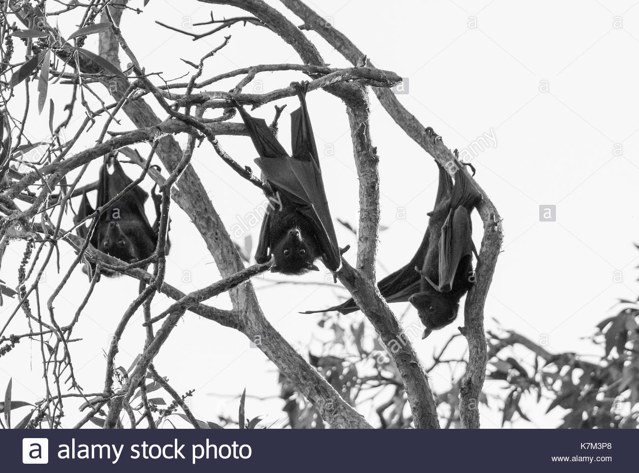 Flying Fox Claws High Resolution Stock Photography and Images - Alamy