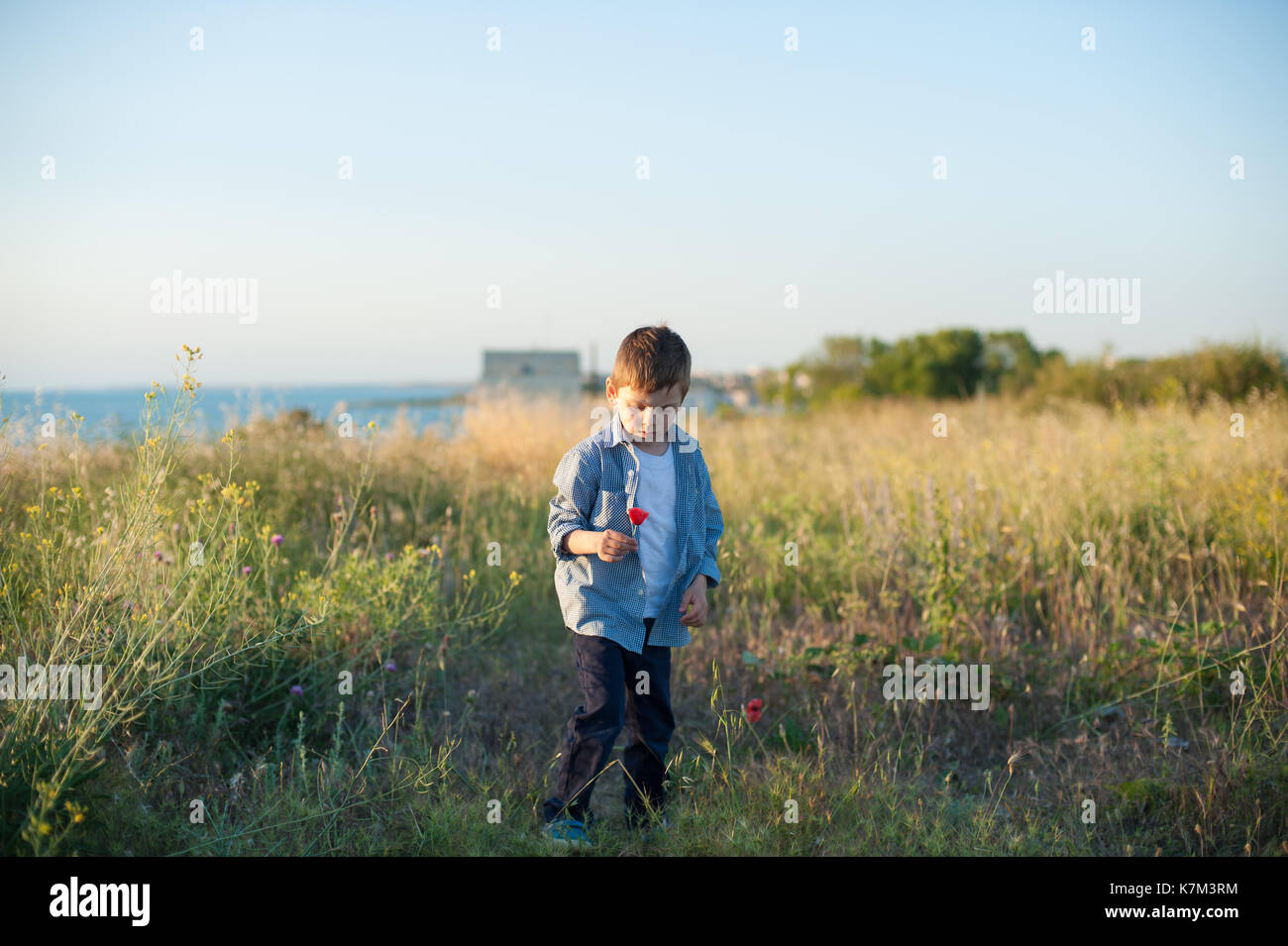 Beautiful little boy holding a poppy stands in a field with sea horizon ...