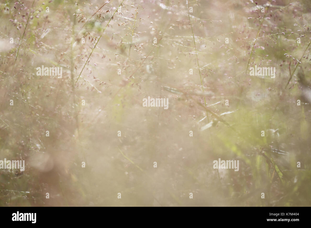 Grass nature background in the morning of soft focus photo for design ...