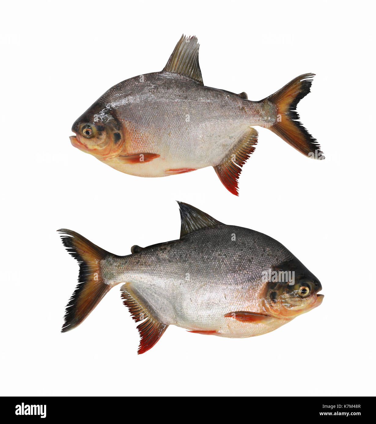 Characidae or Pacu fish isolated on white background and have clipping ...