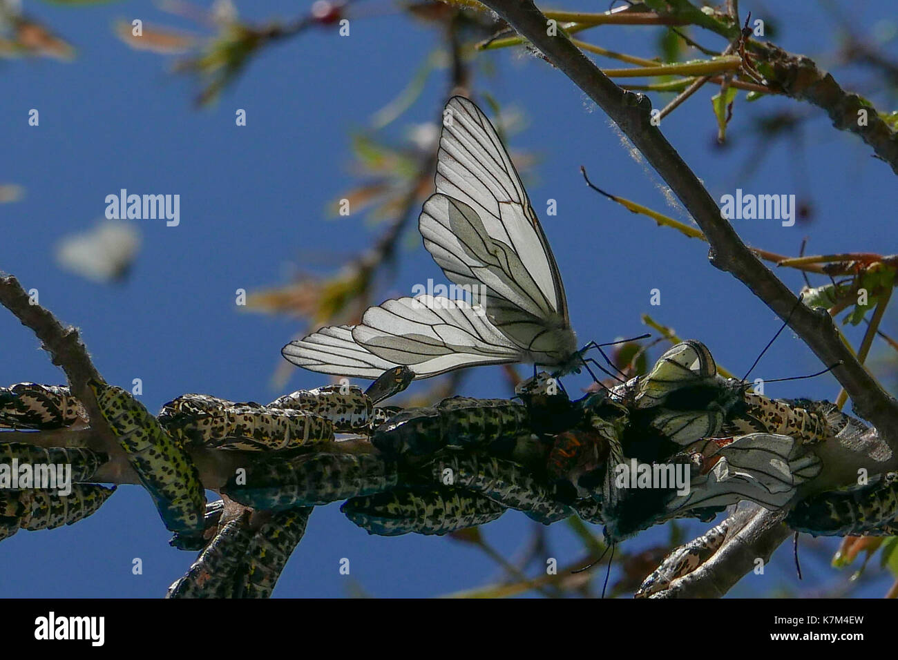 Aporia crataegi black veined white butterflies hatching and taking ...