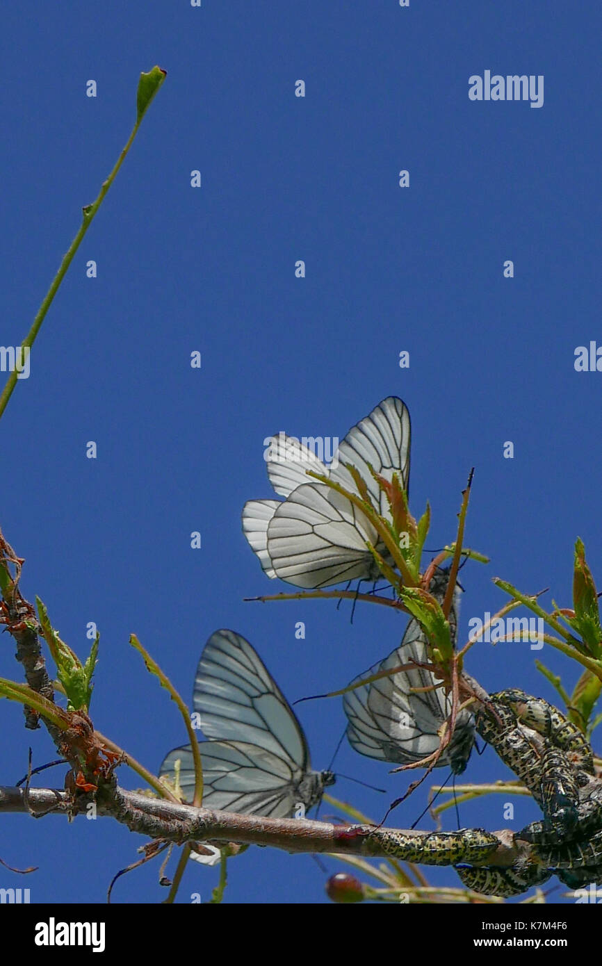 Aporia crataegi black veined white butterflies hatching and taking ...