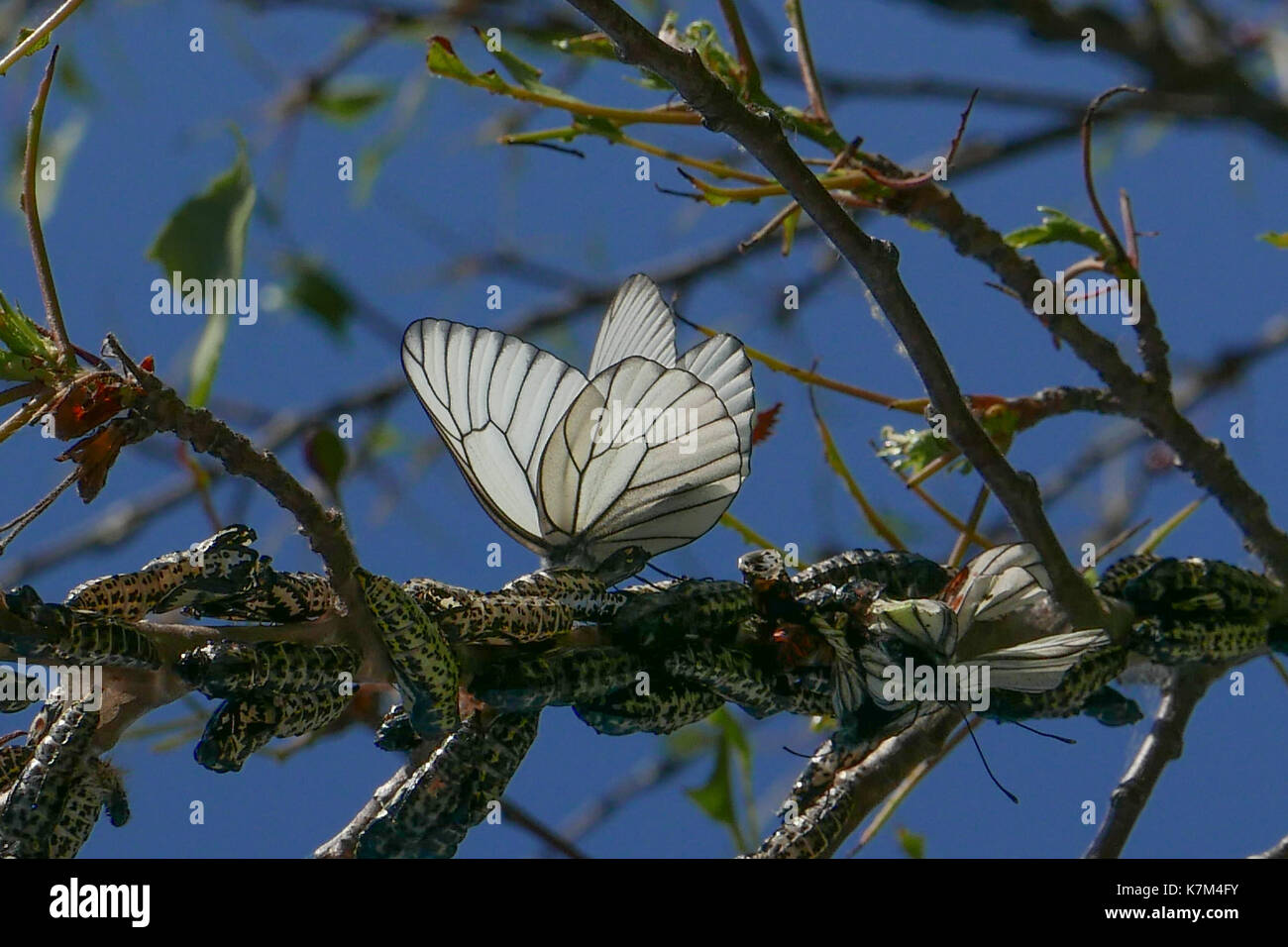 Butterflies of japan hi-res stock photography and images - Alamy