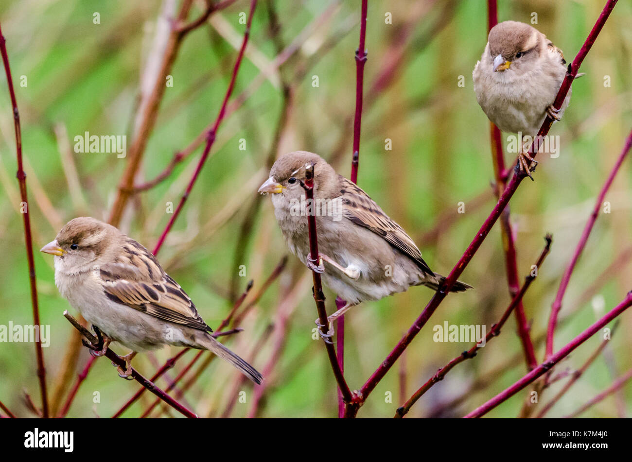three little birds sing Stock Photo - Alamy
