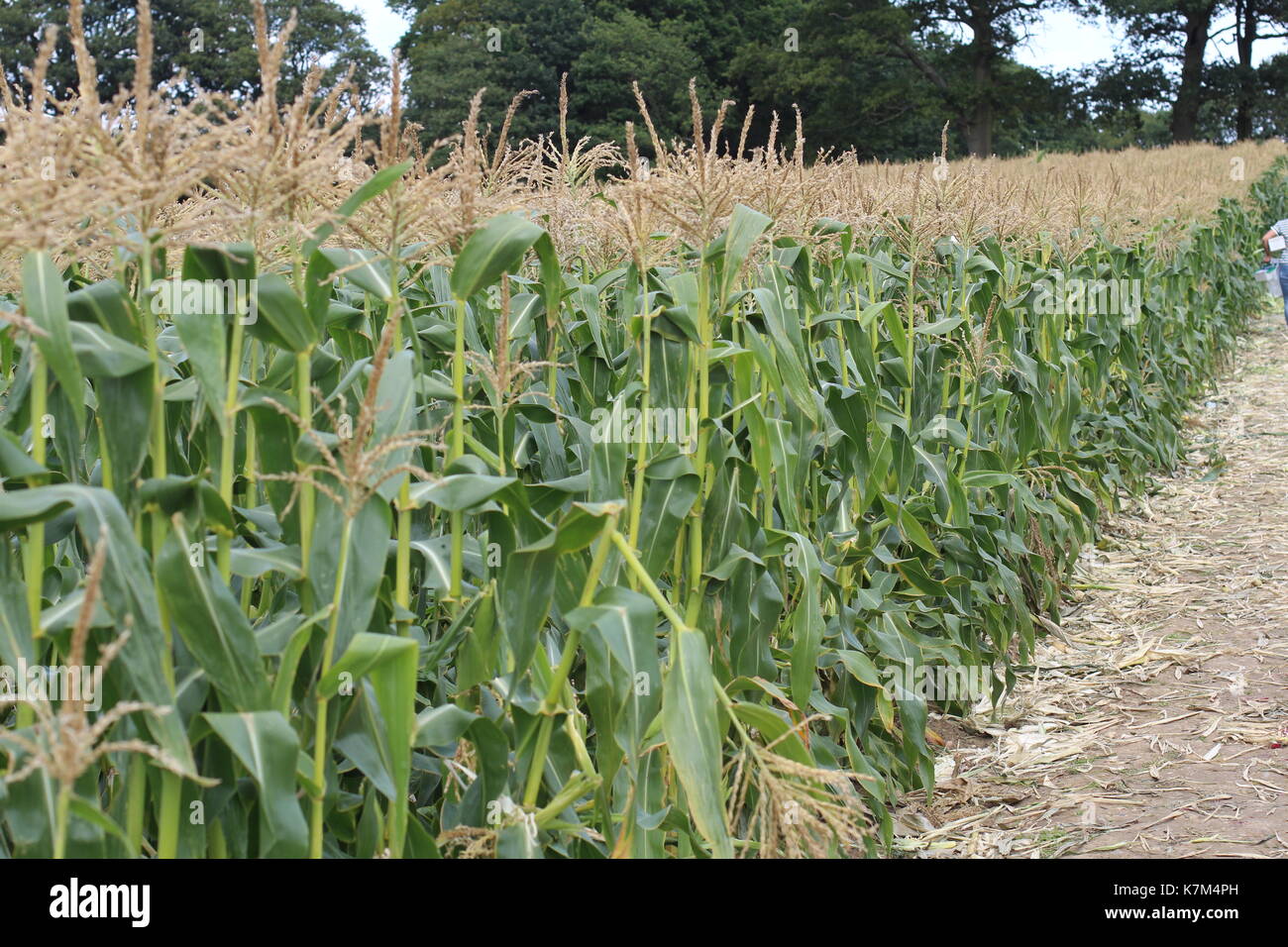 Best of british farming hi-res stock photography and images - Alamy