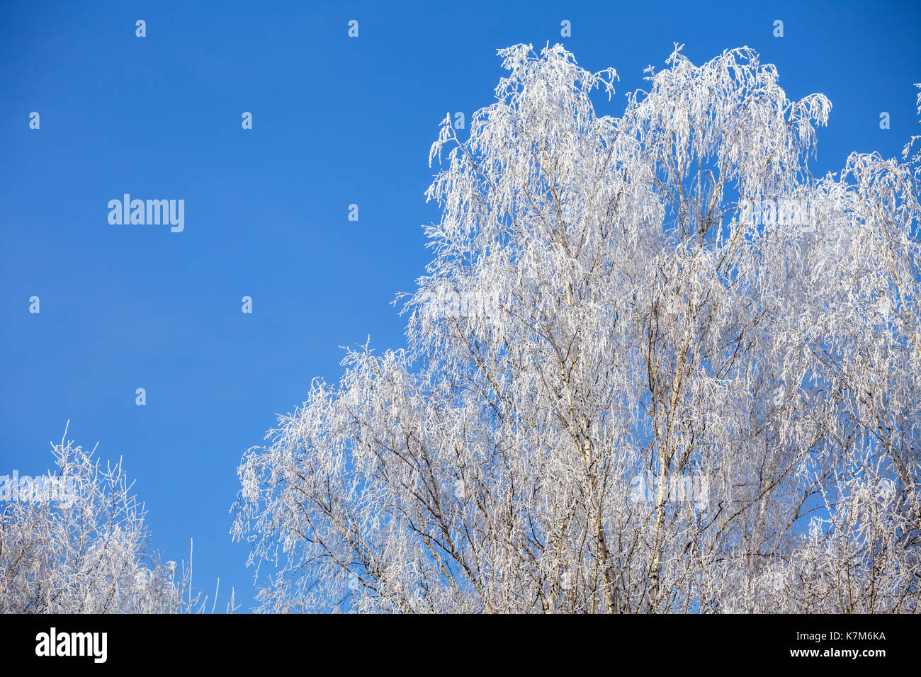 Birch tree branches covered with snow against clear blue sky at a ...