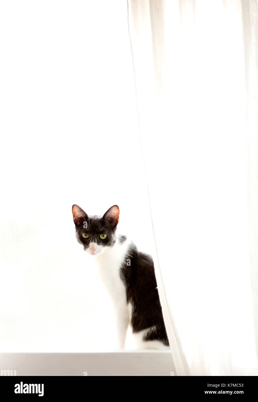 Cat in the backlit window Stock Photo - Alamy