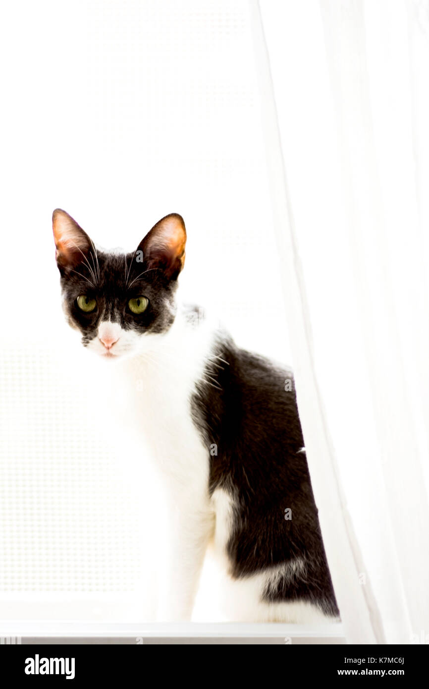 Cat in the backlit window Stock Photo - Alamy
