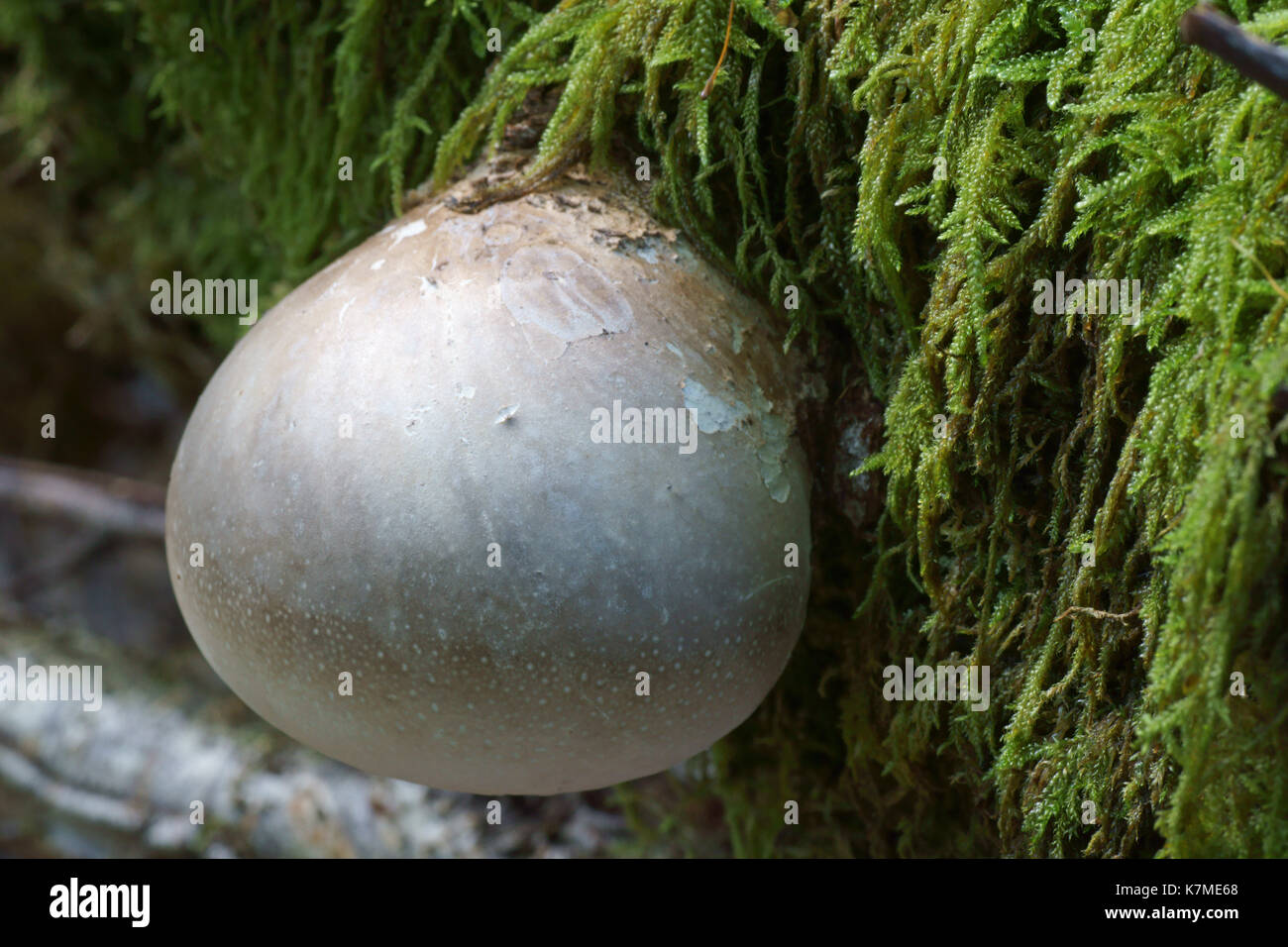 Birch Polypore (Piptoporus betulinus Stock Photo - Alamy
