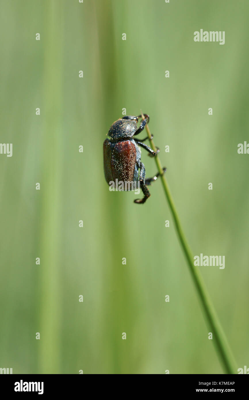 Balancing act hi-res stock photography and images - Alamy