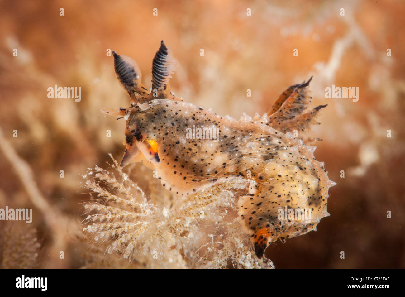 Black speckled polycera hi-res stock photography and images - Alamy