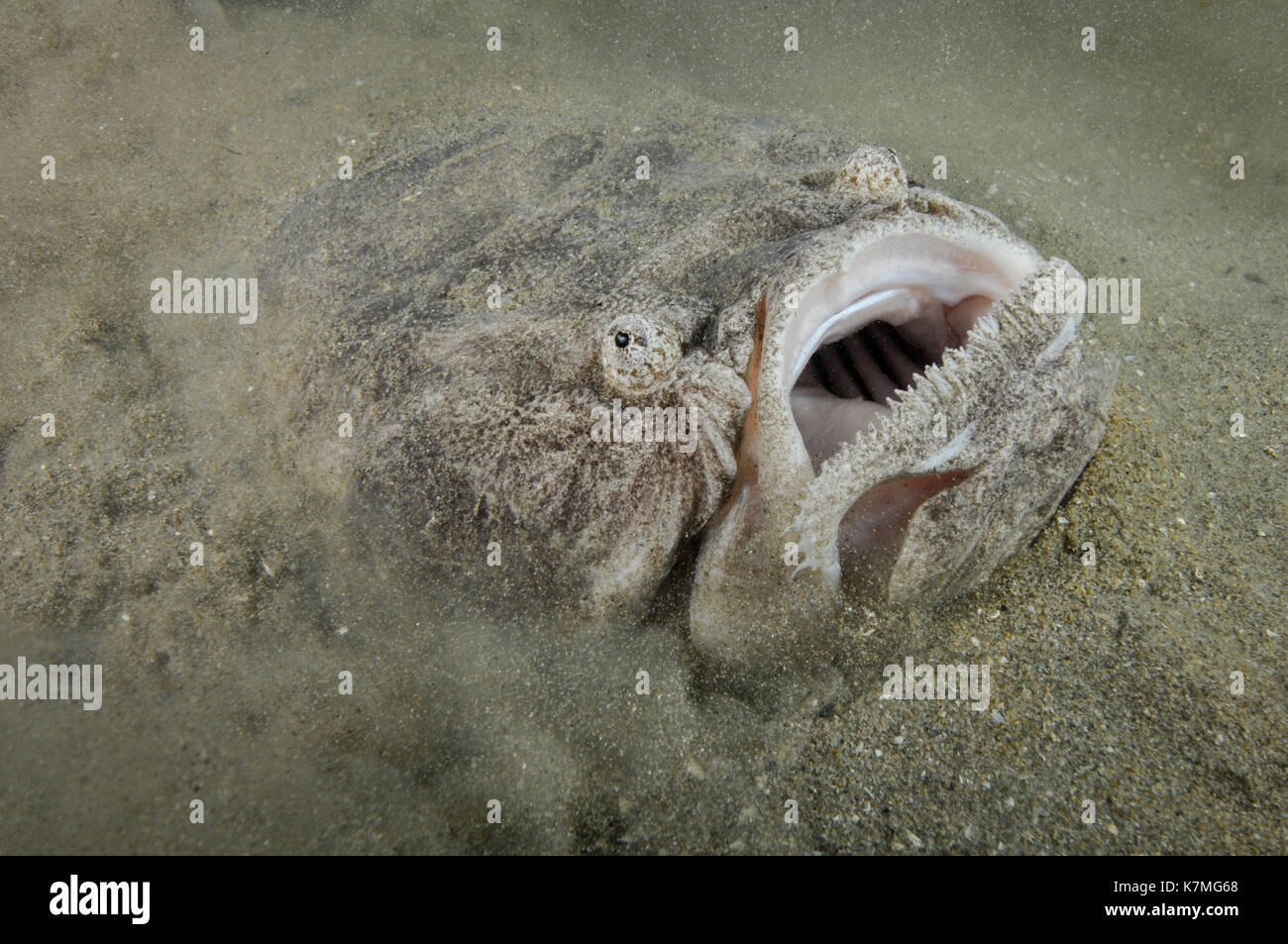 Bulldog Stargazer High Resolution Stock Photography and Images - Alamy