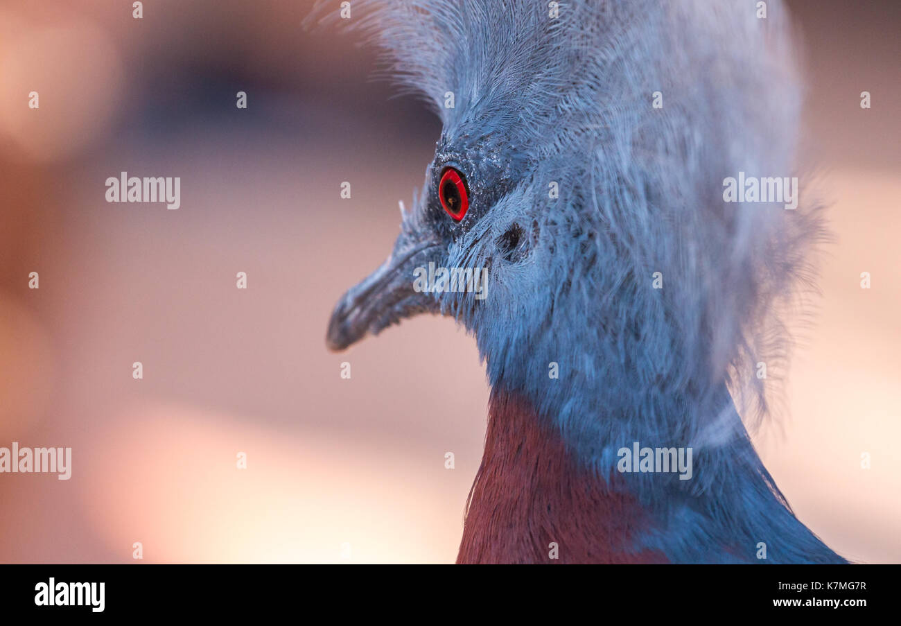 portrait of a bird with a red eye Stock Photo - Alamy