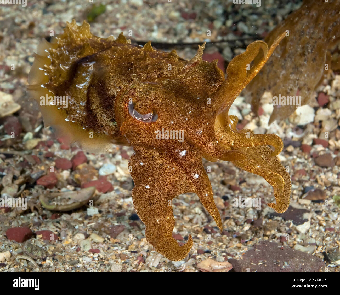 A Cuttlefish displays Stock Photo - Alamy
