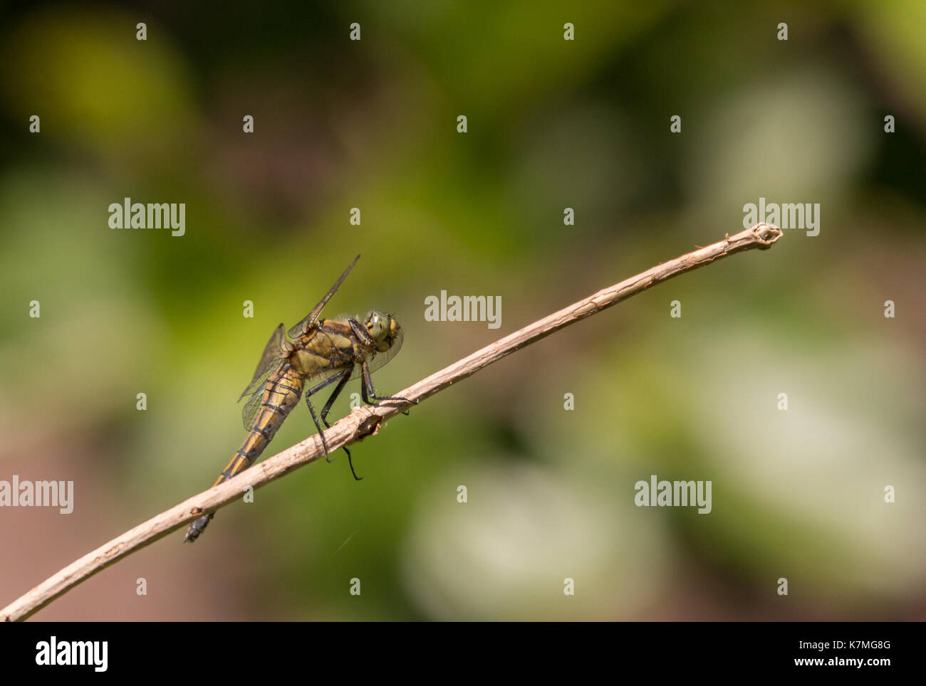 dragonfly on a tree branch Stock Photo - Alamy