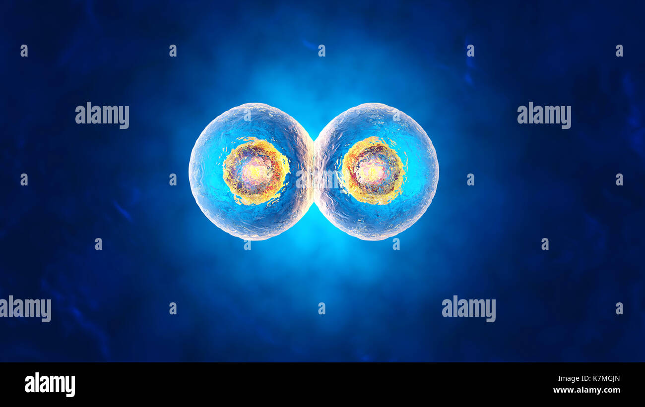 Metaphase mitosis hi-res stock photography and images - Alamy