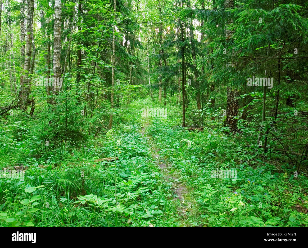 Russian summer forest hi-res stock photography and images - Alamy