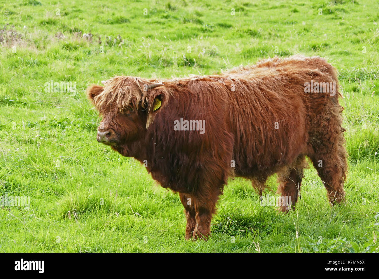Highland Cattle at Scone Palace, Perth, Scotland Stock Photo - Alamy