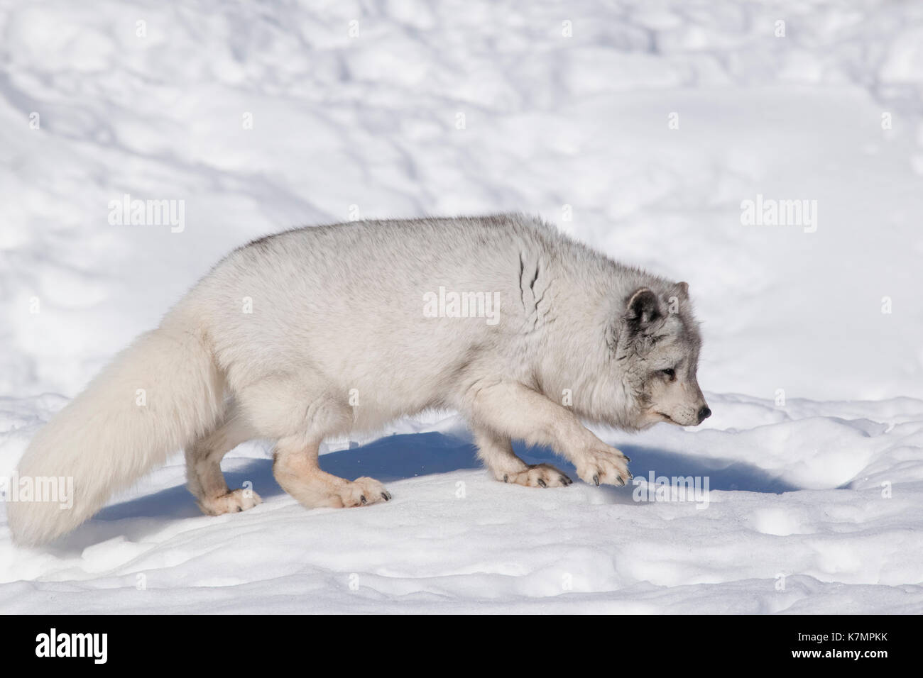 Mature fox hi-res stock photography and images - Alamy