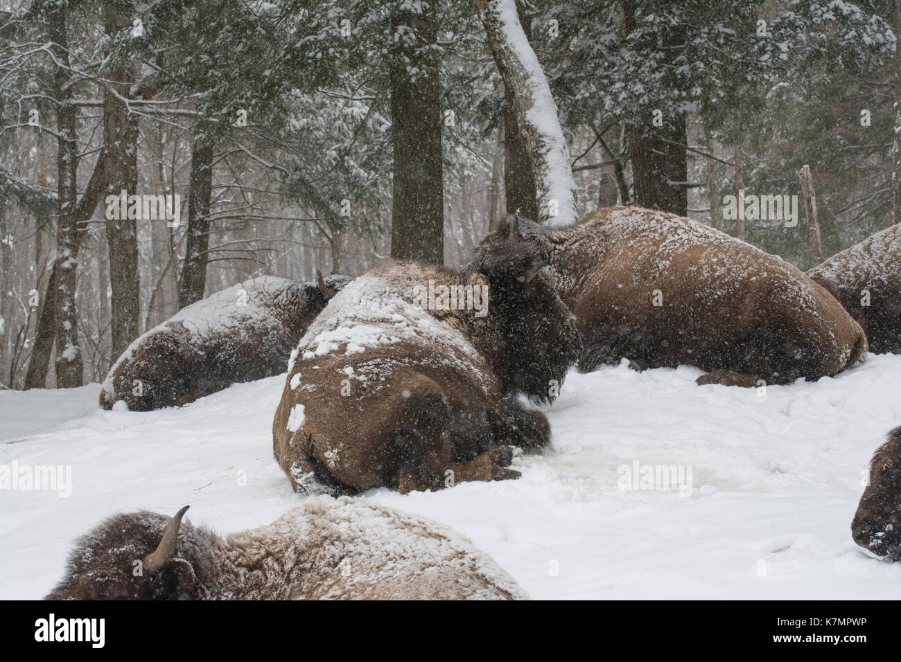 Omega park bison hi-res stock photography and images - Alamy