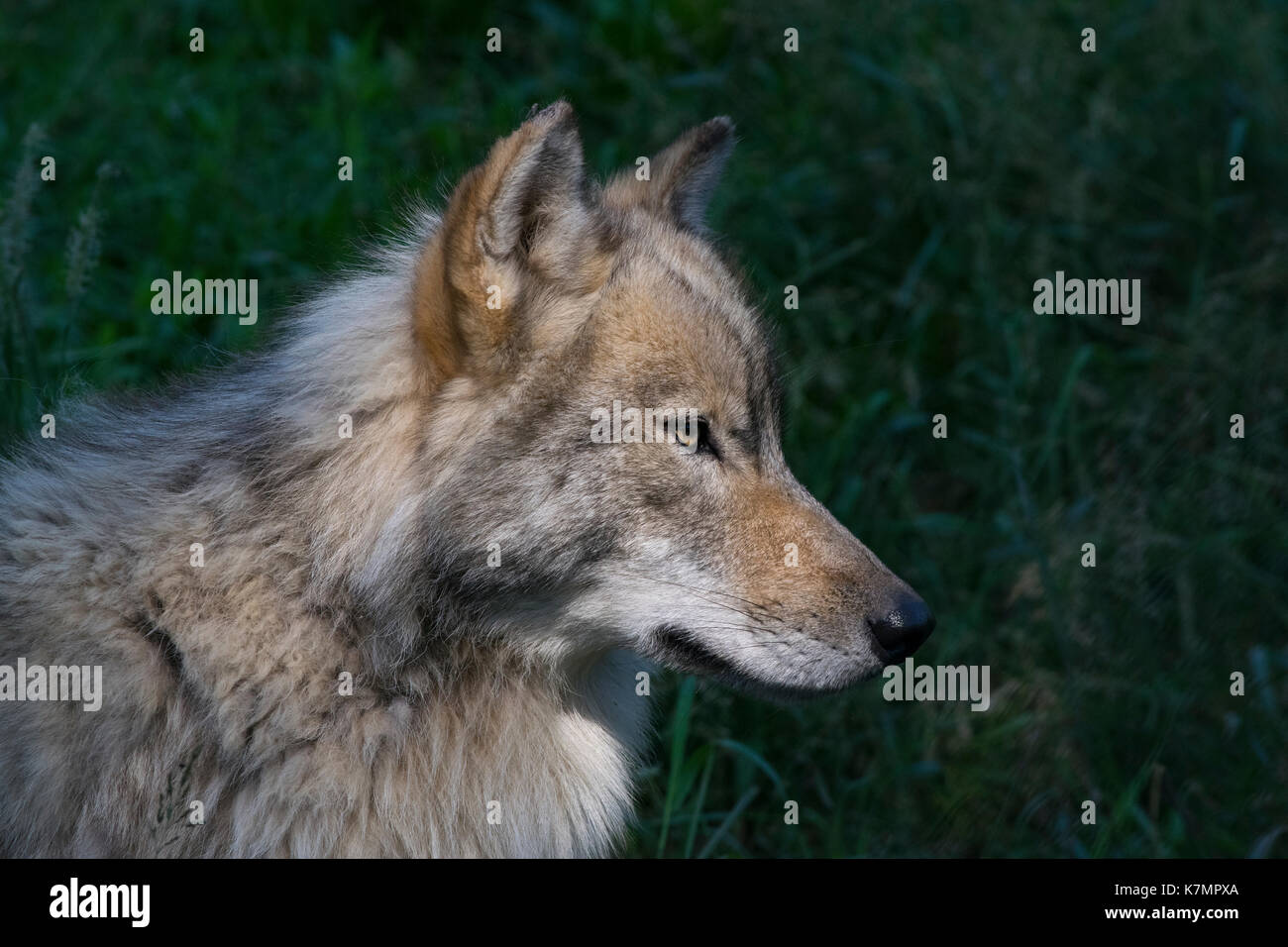 A Timber Wolf Stock Photo - Alamy