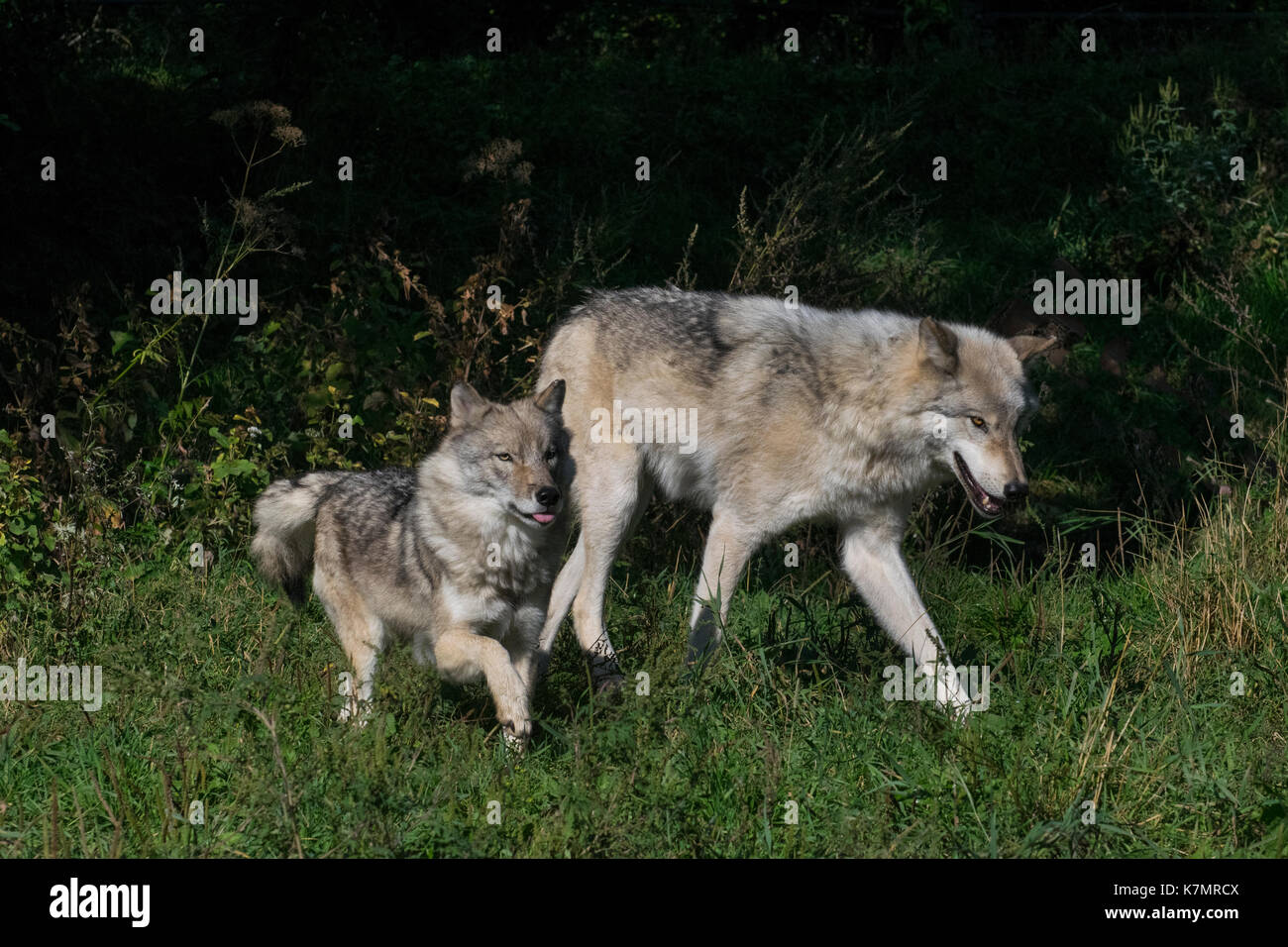 A pair of Timber Wolves Stock Photo - Alamy