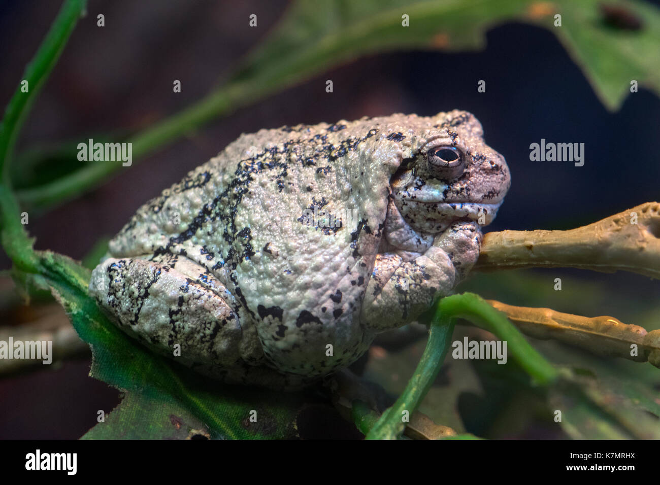 A Grey Tree Frog Stock Photo - Alamy