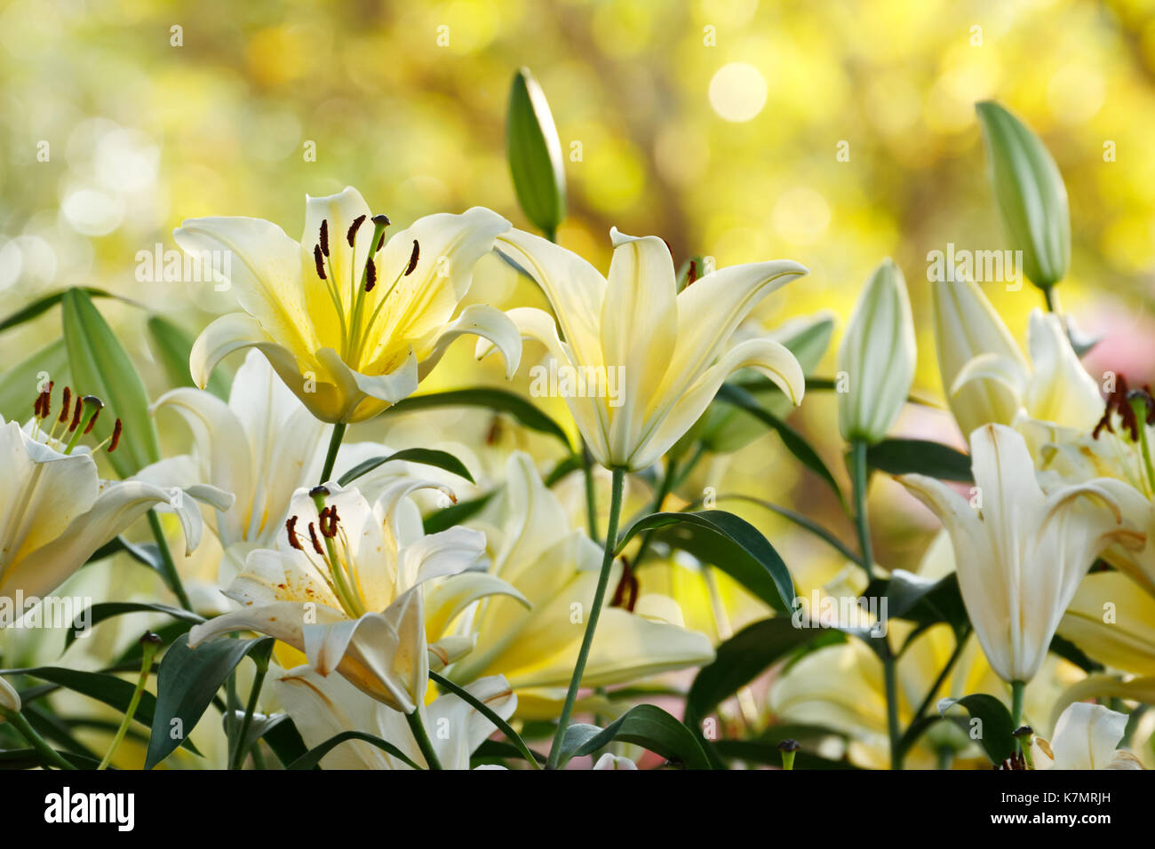 Lily cultivation hi-res stock photography and images - Alamy
