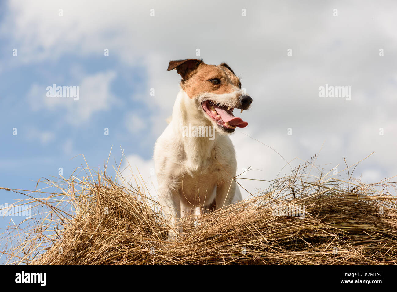 Summer rustic scene with dog on hay bale at hot day Stock Photo - Alamy