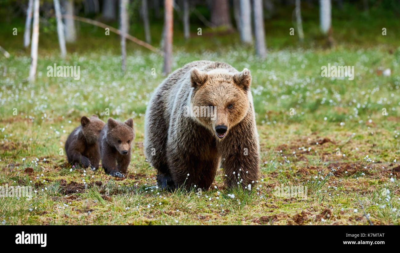 Mother brown bear and cubs hi-res stock photography and images - Alamy