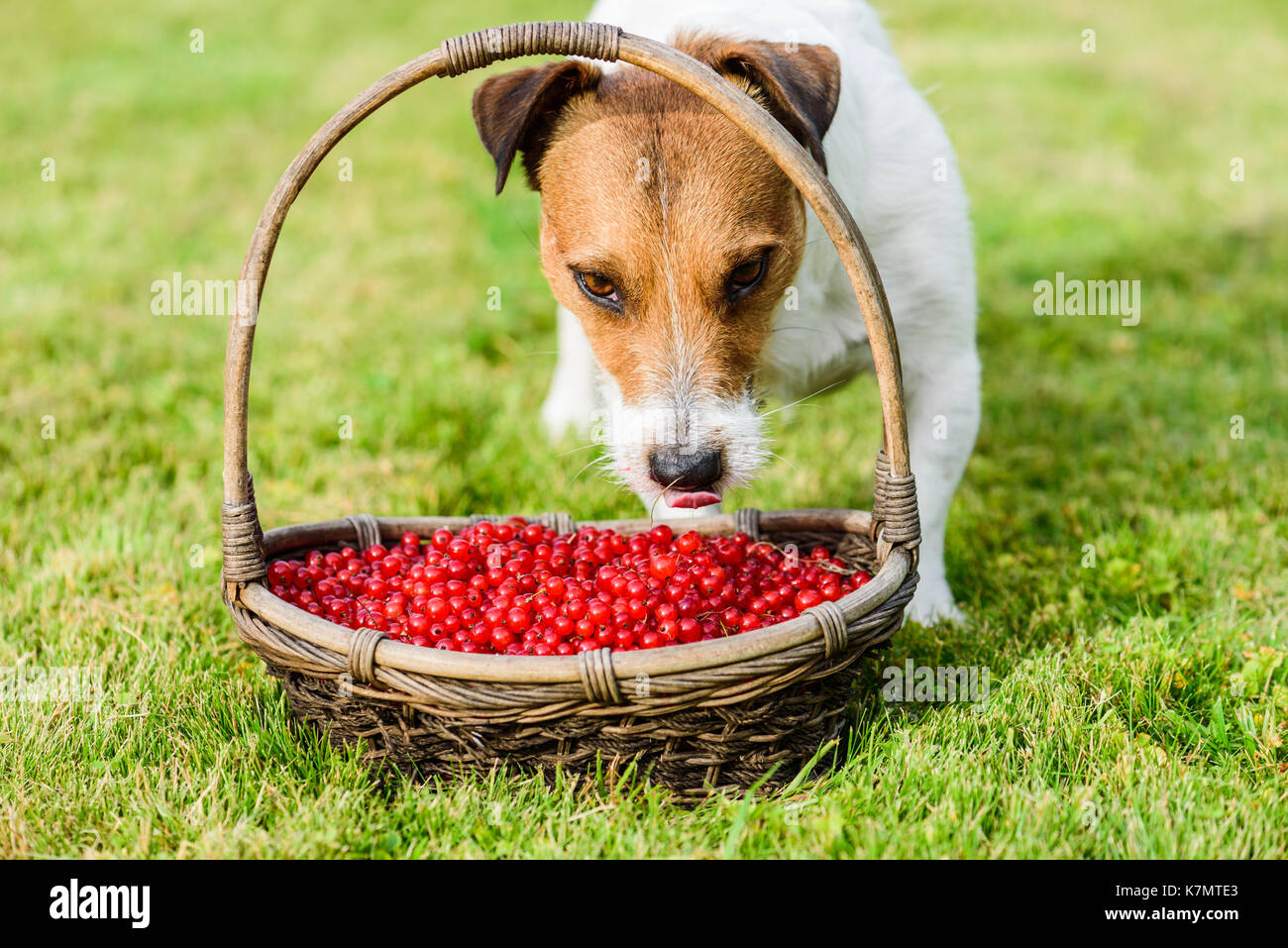 Dog eating fresh ripe hi-res stock photography and images - Alamy