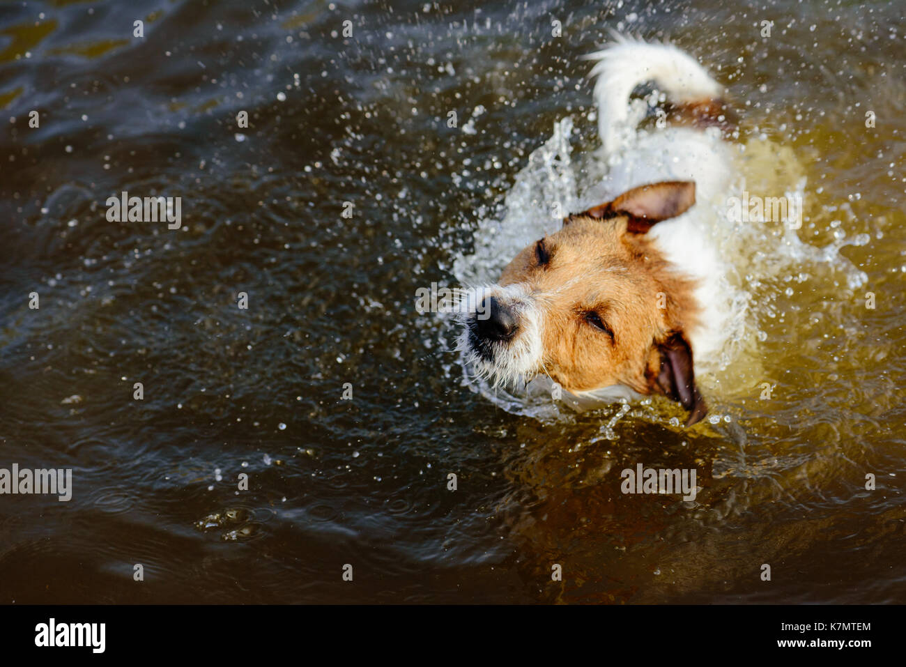 Shaking in water hi-res stock photography and images - Alamy