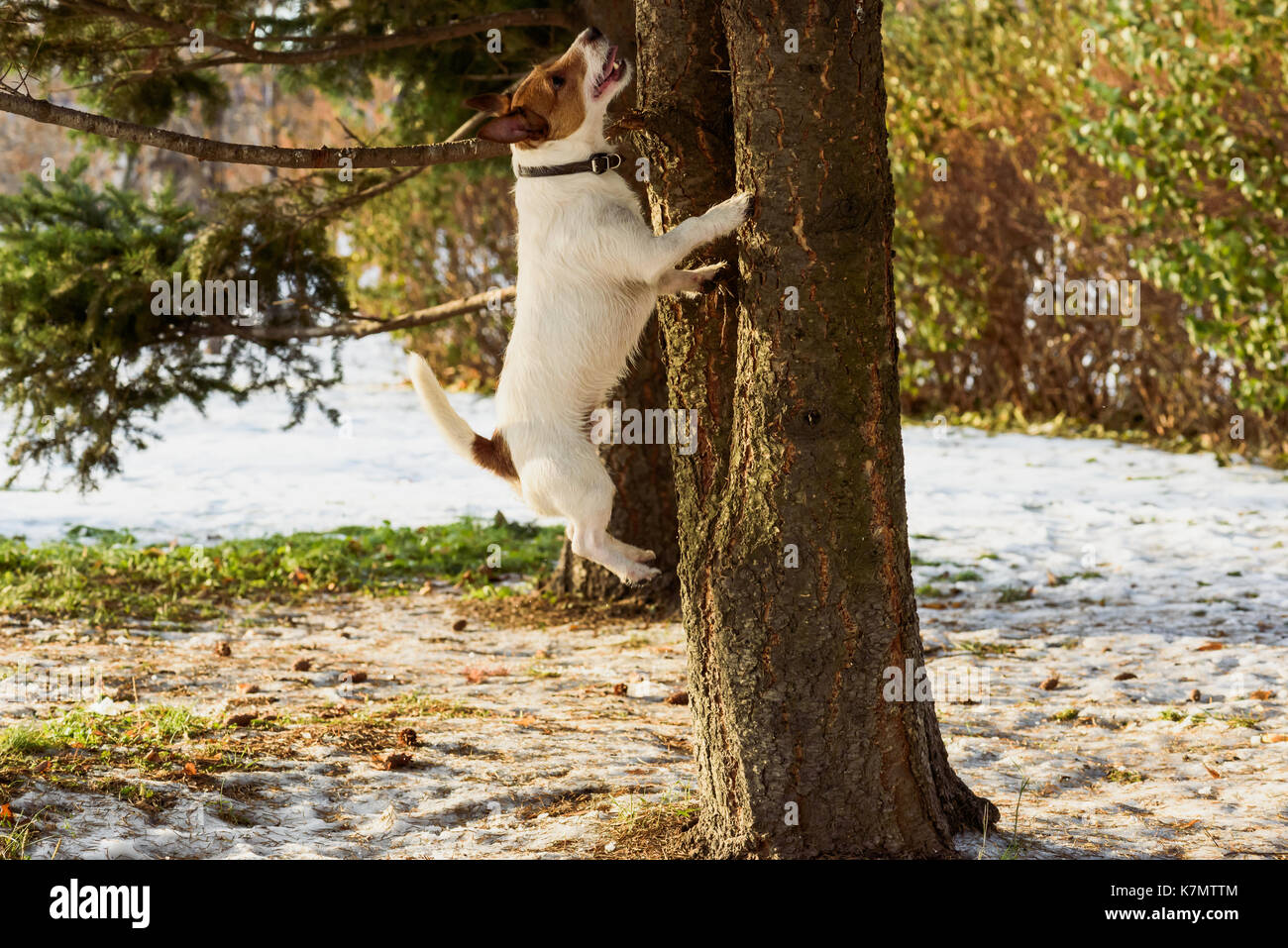 Dog squirrel tree hi-res stock photography and images - Alamy