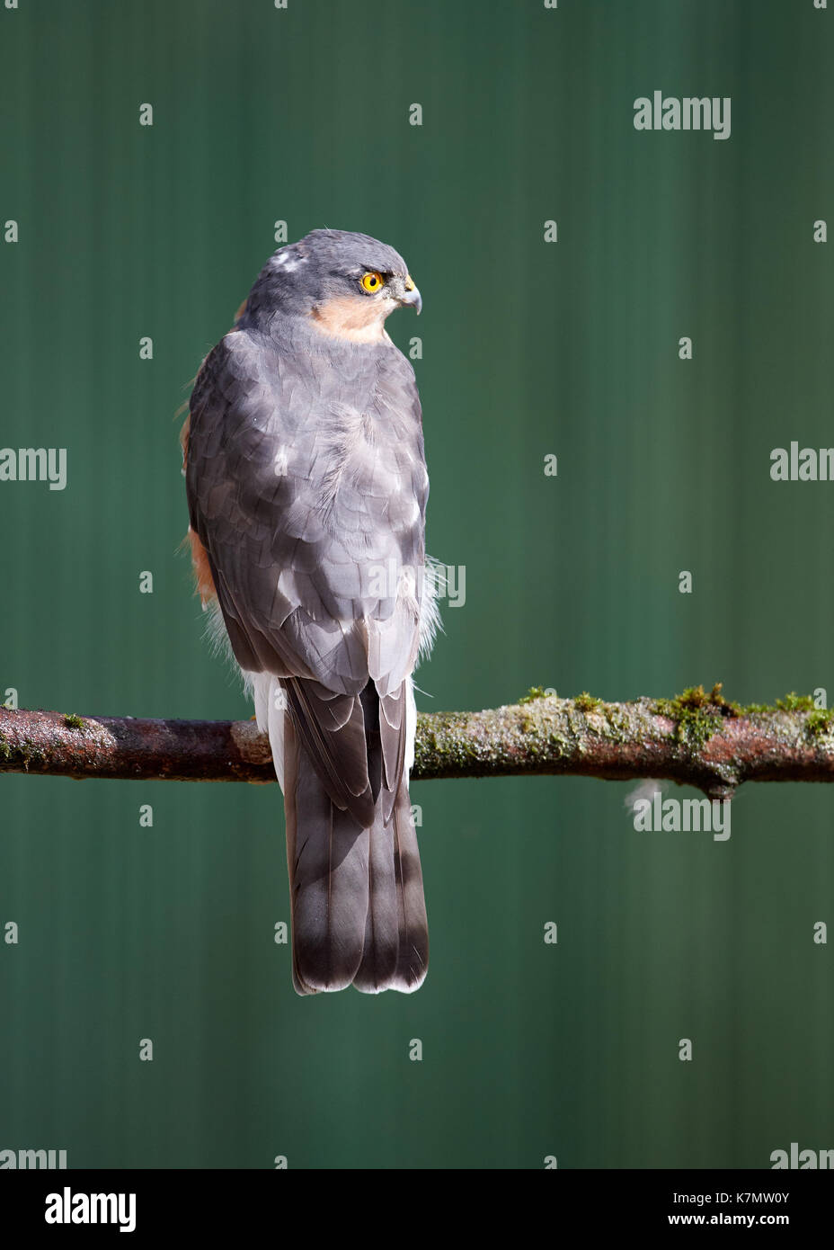 Sparrow Hawk Male Female Stock Photos & Sparrow Hawk Male Female Stock ...